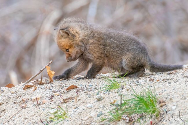 Red Fox Kits 2020 – Jim Block Photography