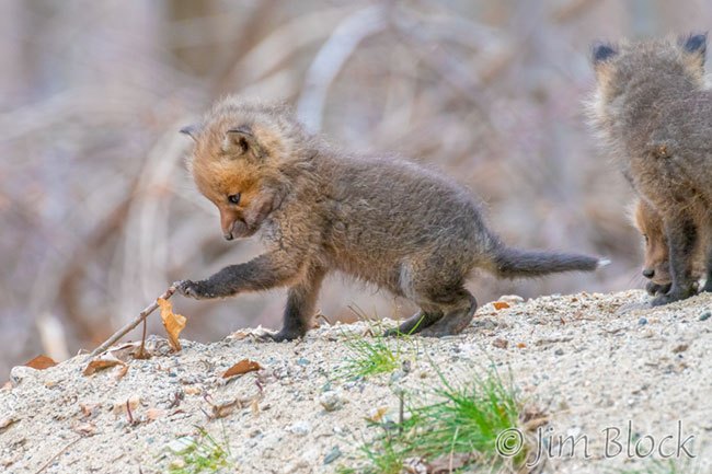 Red Fox Kits 2020 – Jim Block Photography