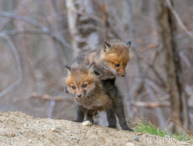 Red Fox Kits 2020 – Jim Block Photography