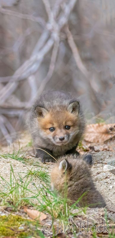 Red Fox Kits 2020