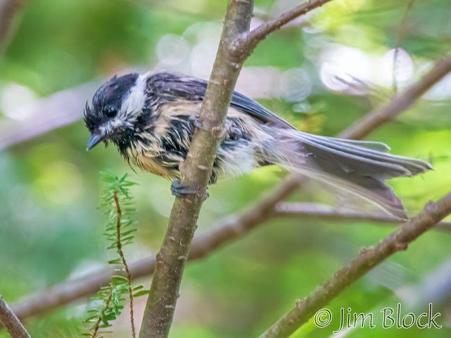 Scruffy-looking Birds - Jim Block Photography