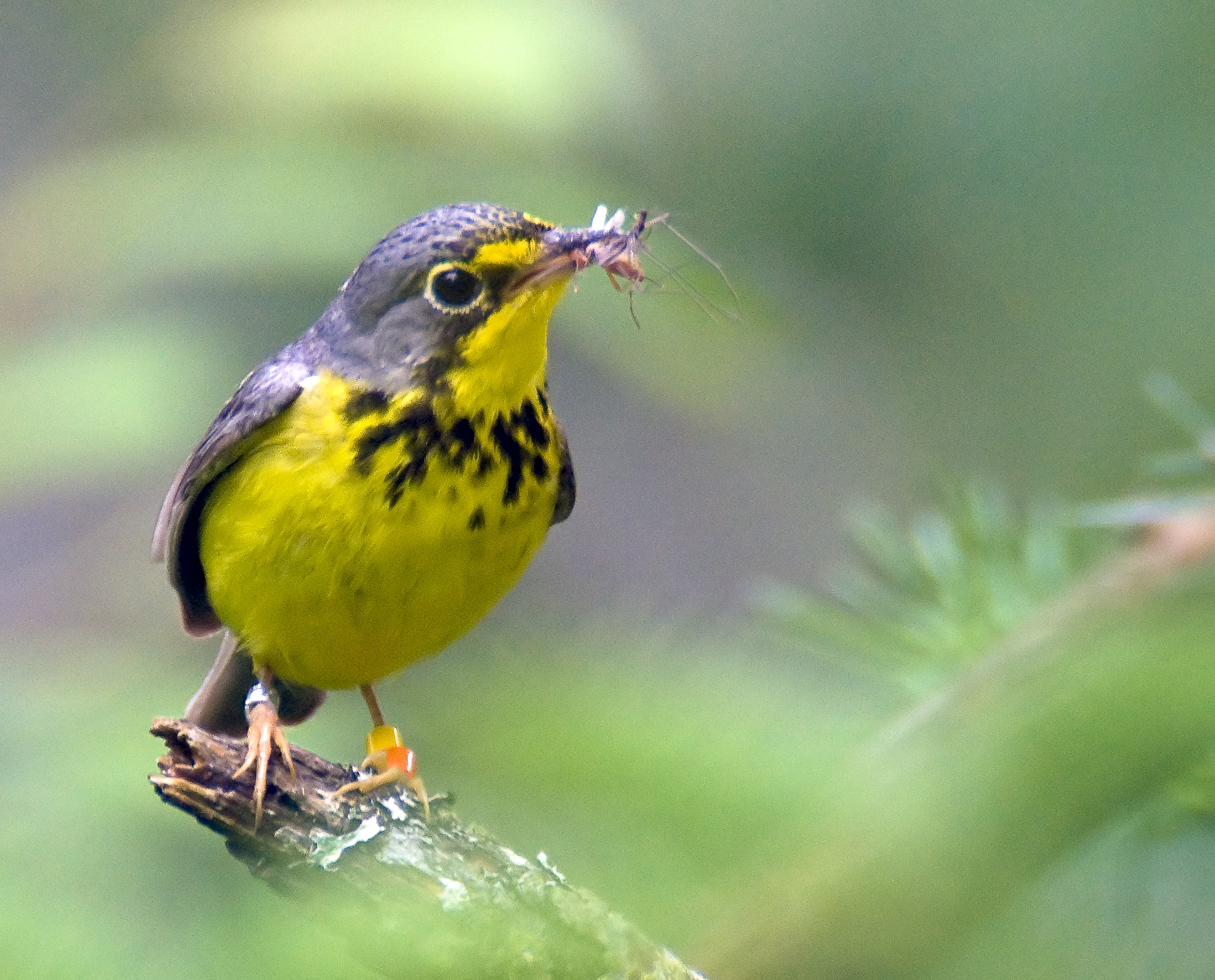 Canada Warblers in the Upper Valley – Jim Block Photography
