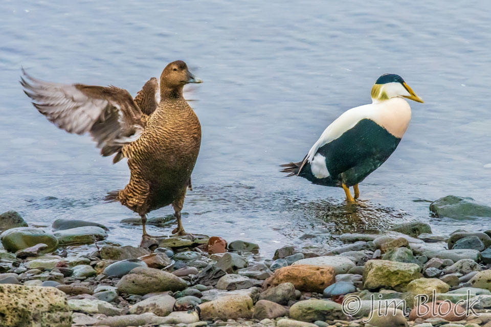 Birds of Iceland