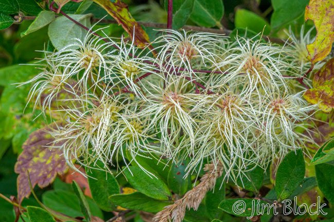 Last Three Weeks of Summer 2020 – Jim Block Photography