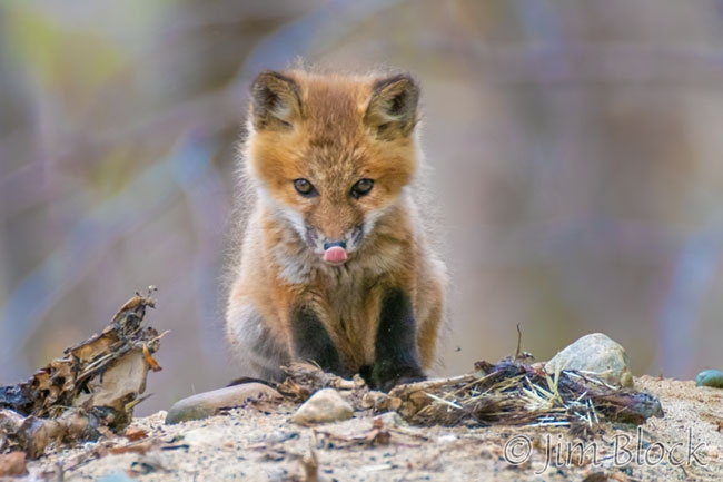 Fox Kits — Part 2