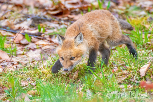 Fox Kits — Part 2