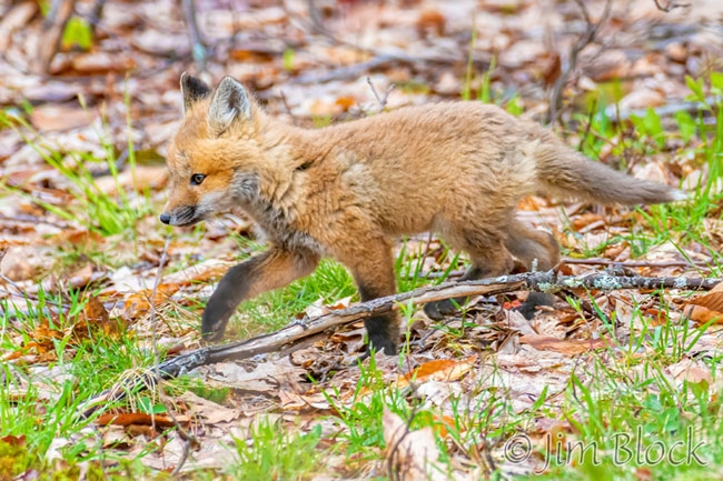 Fox Kits — Part 2