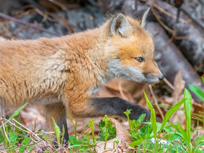 Fox Kits — Part 2