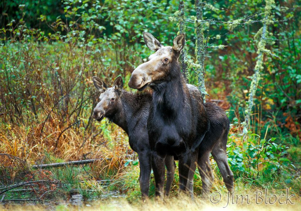 Jim Block Photography | Joy of Photography