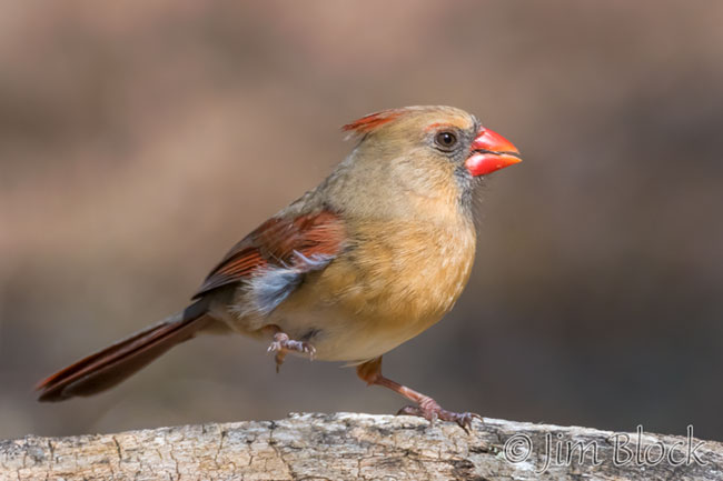 Trip to the Coast – Jim Block Photography