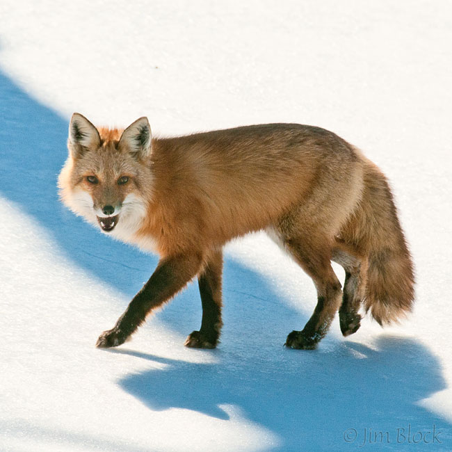 Fox and Turkeys - Jim Block Photography