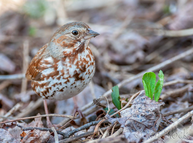 Fox Sparrow – Jim Block Photography