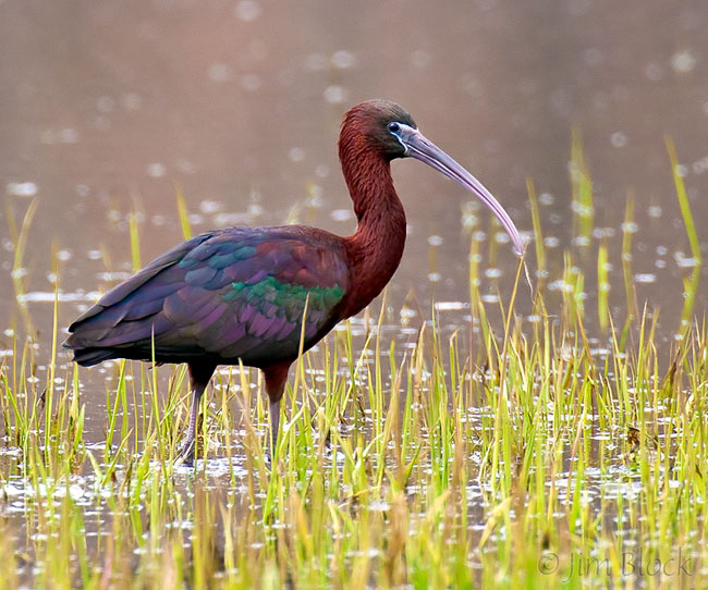 Glossy Ibis in Woodstock - Jim Block Photography