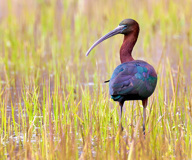 Glossy Ibis in Woodstock - Jim Block Photography