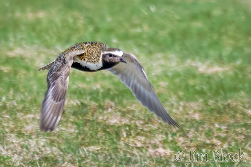 Birds of Iceland