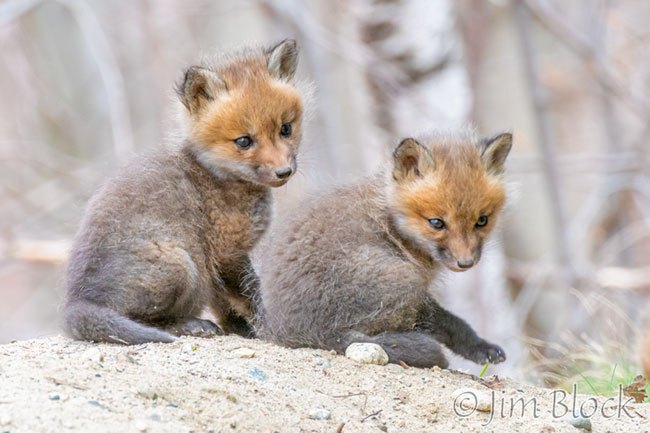 Red Fox Kits 2020 – Jim Block Photography