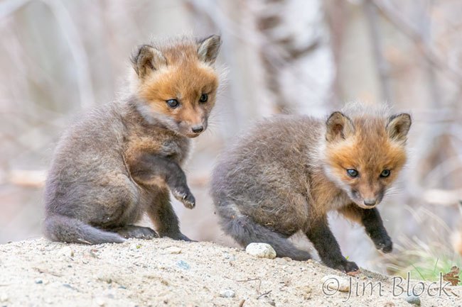 Red Fox Kits 2020 – Jim Block Photography