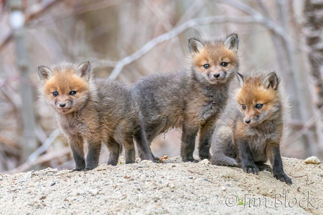 Red Fox Kits 2020 – Jim Block Photography