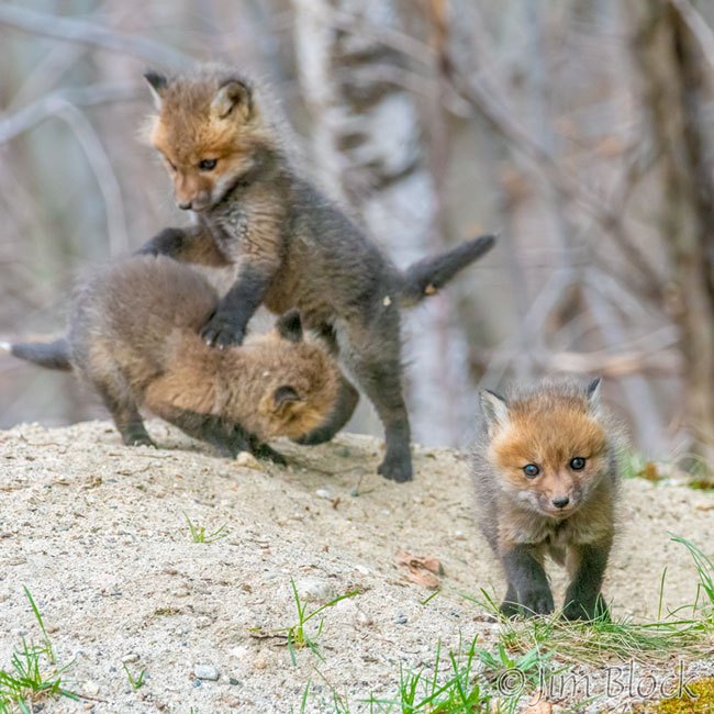 Red Fox Kits 2020 – Jim Block Photography