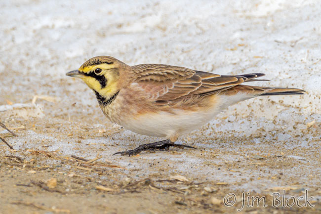 Horned Larks in Thetford - Jim Block Photography