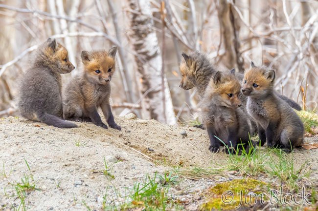 Red Fox Kits 2020 – Jim Block Photography