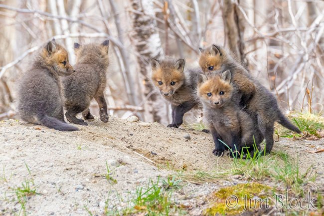 Red Fox Kits 2020 – Jim Block Photography
