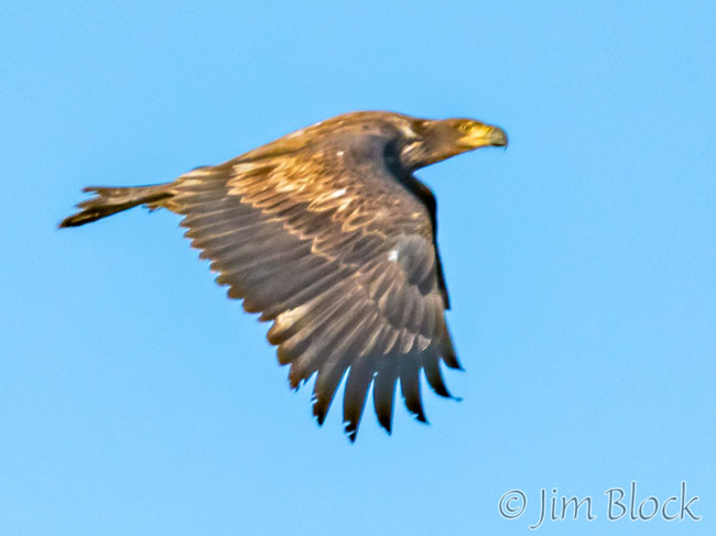 Juvenile Bald Eagle - Jim Block Photography