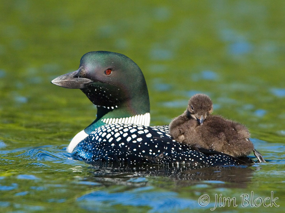 Loon - Jim Block Photography