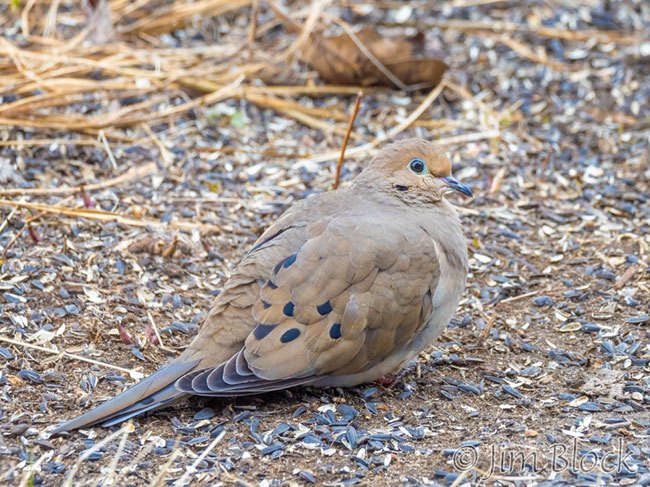 Last Two Weeks of April 2020 – Jim Block Photography