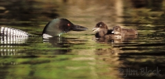 Loons - Jim Block Photography