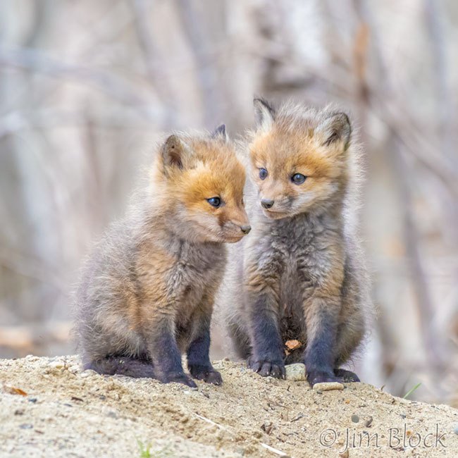 Red Fox Kits 2020 – Jim Block Photography