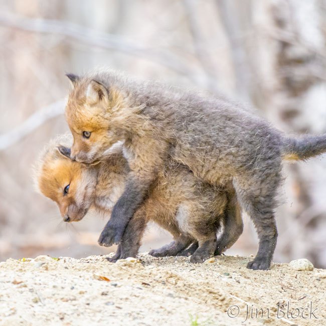 Cute Red Fox Pups