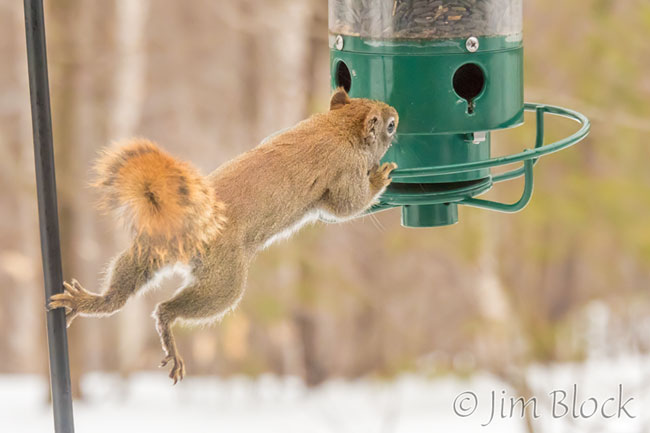 Red Squirrel Spinning Again – Jim Block Photography
