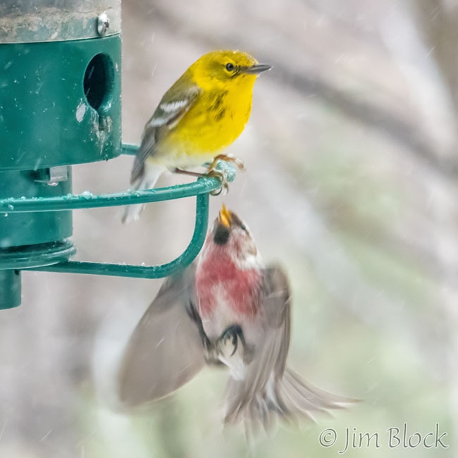 Pine Warbler in Snow Storm - Jim Block Photography