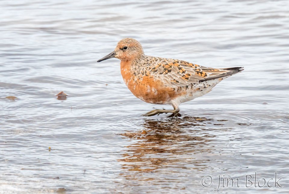 Birds of Iceland – Jim Block Photography