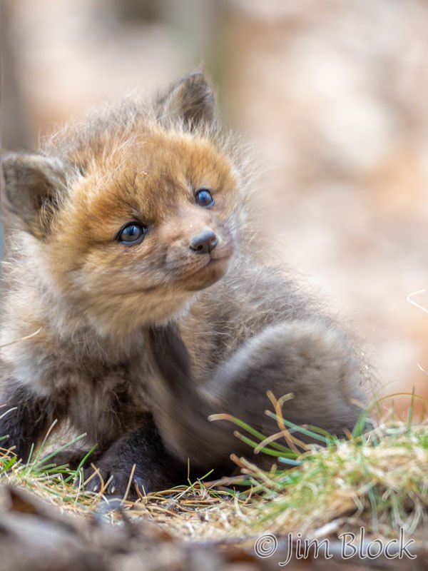 Red Fox Kits 2020