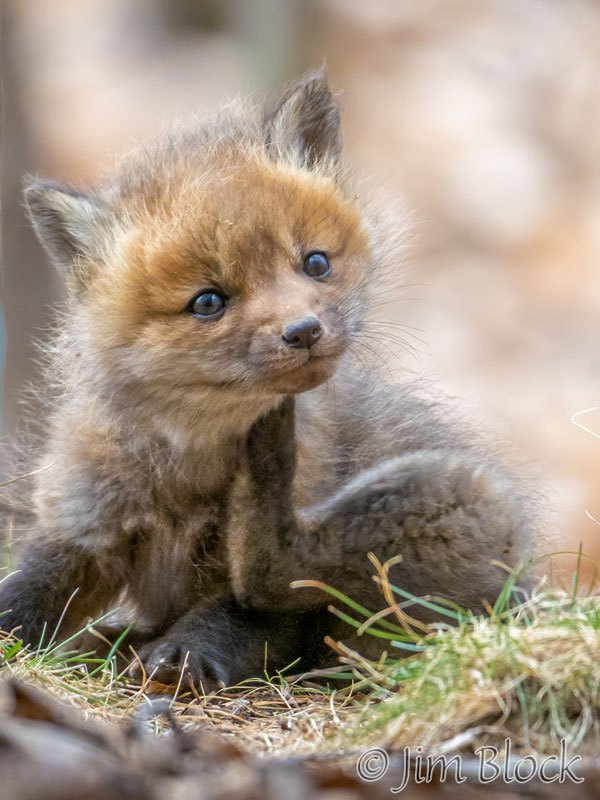 Red Fox Kits 2020