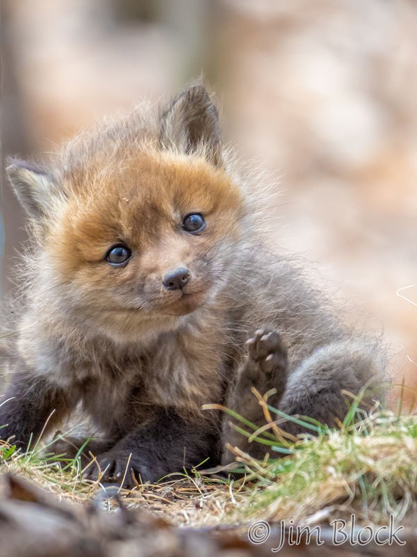 Red Fox Kits 2020