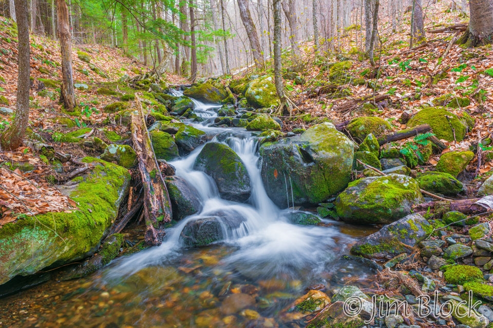 Smith Pond Shaker Forest