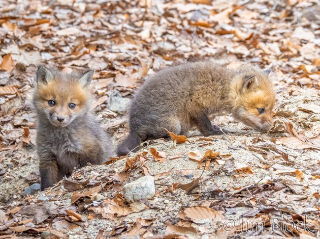 Red Fox Kits 2020 – Jim Block Photography