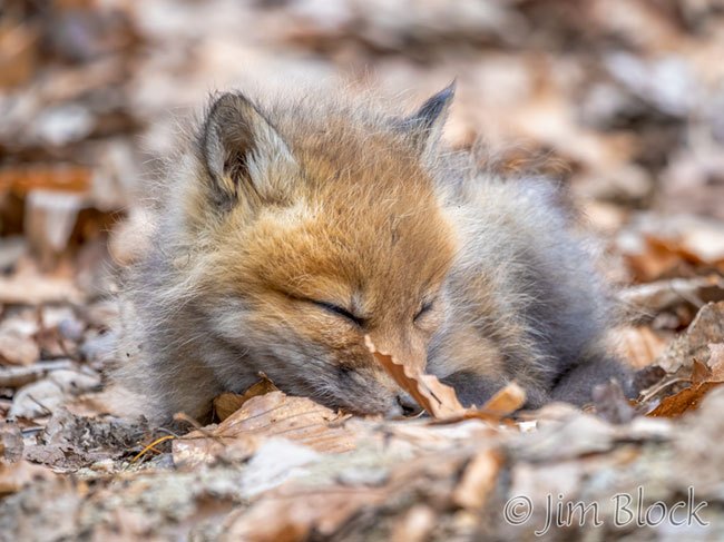 Red Fox Kits 2020 – Jim Block Photography