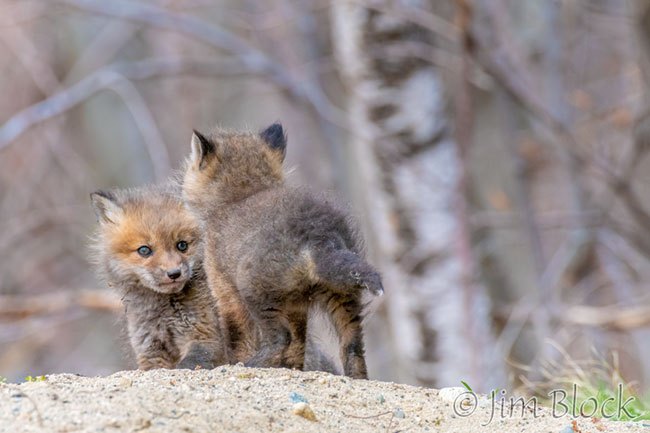 Red Fox Kits 2020 – Jim Block Photography