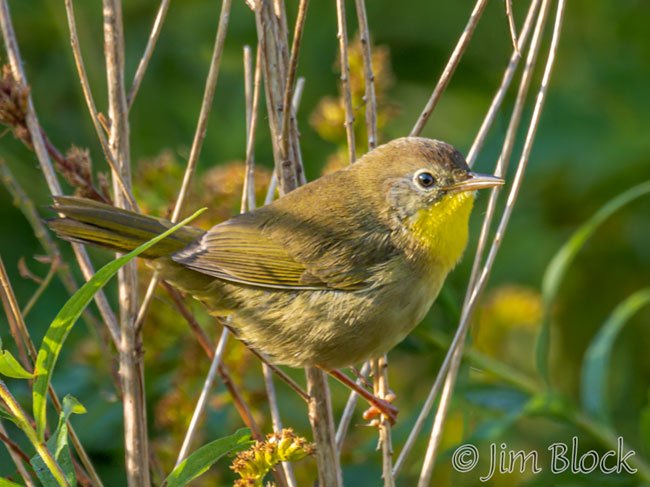 Birding Campbell Flat in Fall - Jim Block Photography