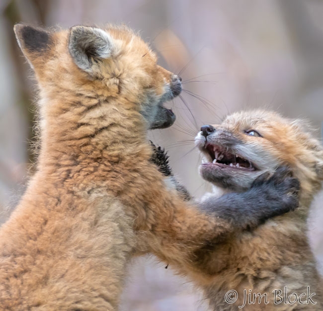 Fox Kits - Jim Block Photography