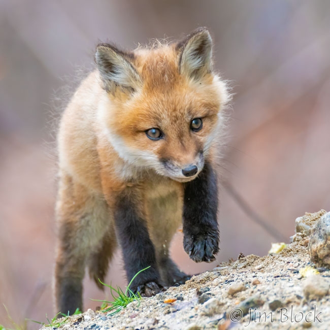 Fox Kits – Jim Block Photography