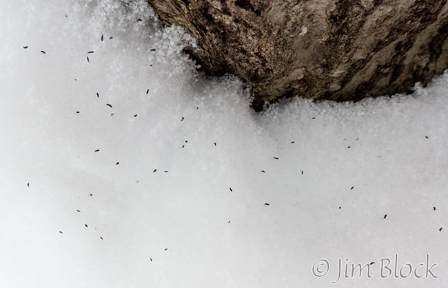 Snow Fleas and Snow Shoes - Jim Block Photography