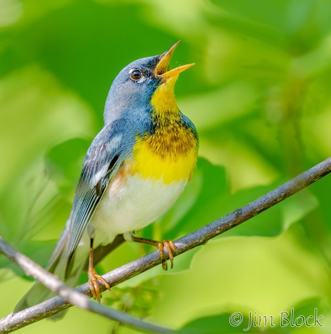 Northern Parula in Newport - Jim Block Photography