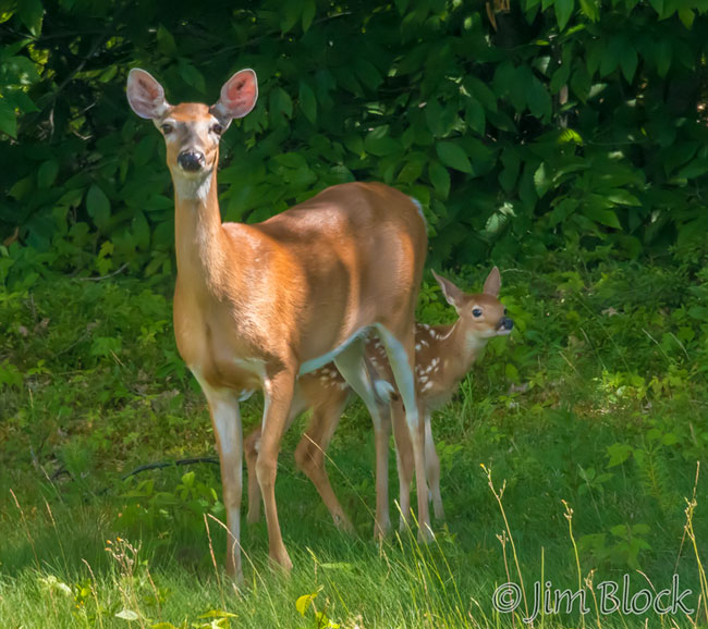 Eleven Deer Day - Jim Block Photography