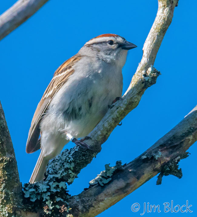Birdbanding at Campbell Flat - Jim Block Photography