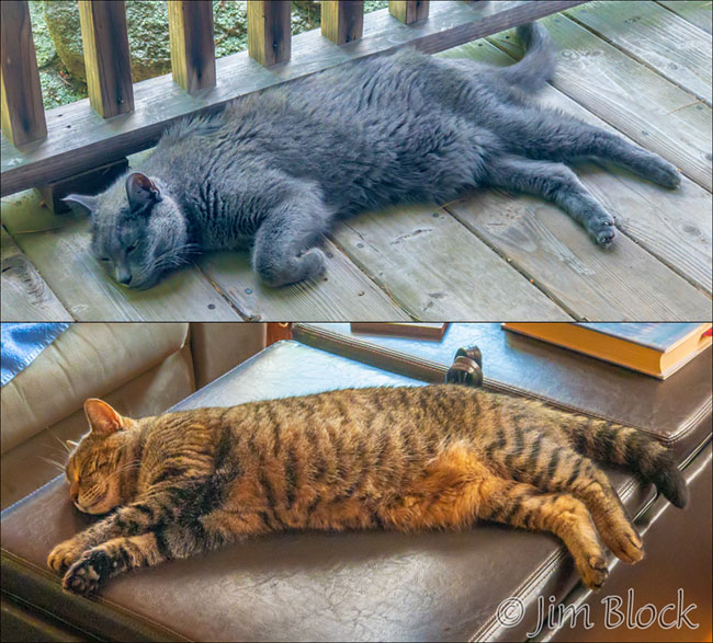 Cats in Heat Wave - Jim Block Photography